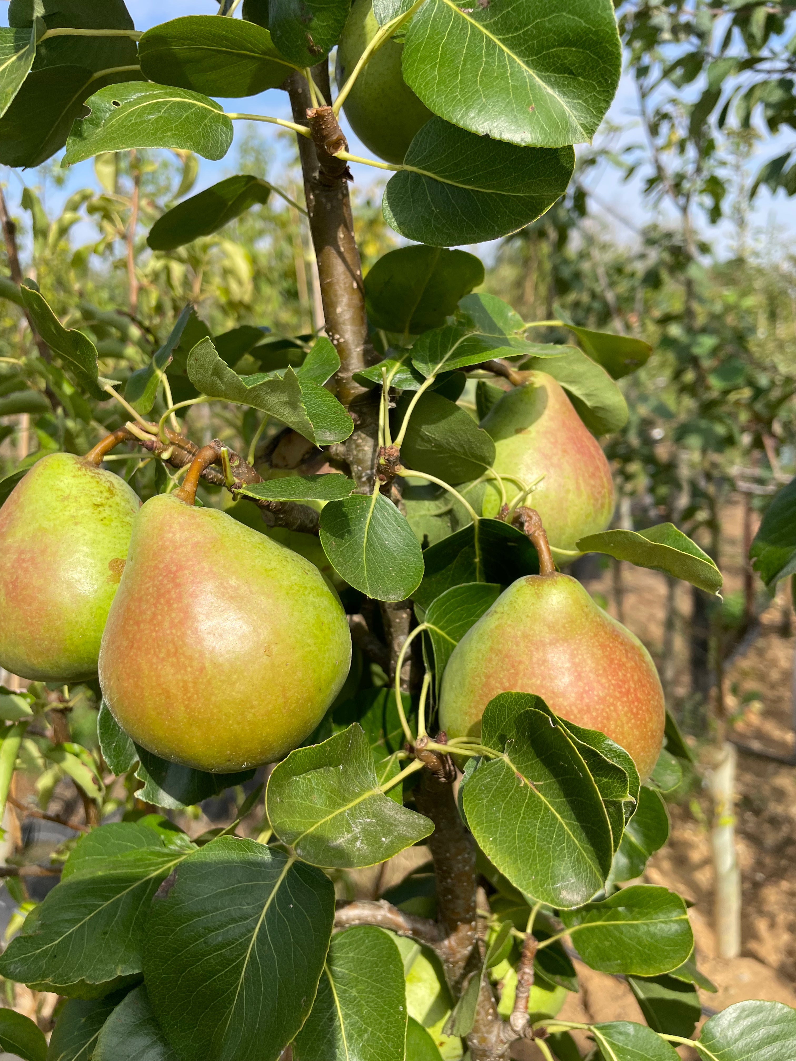Pear - Obelisk – Birds Farm Trees