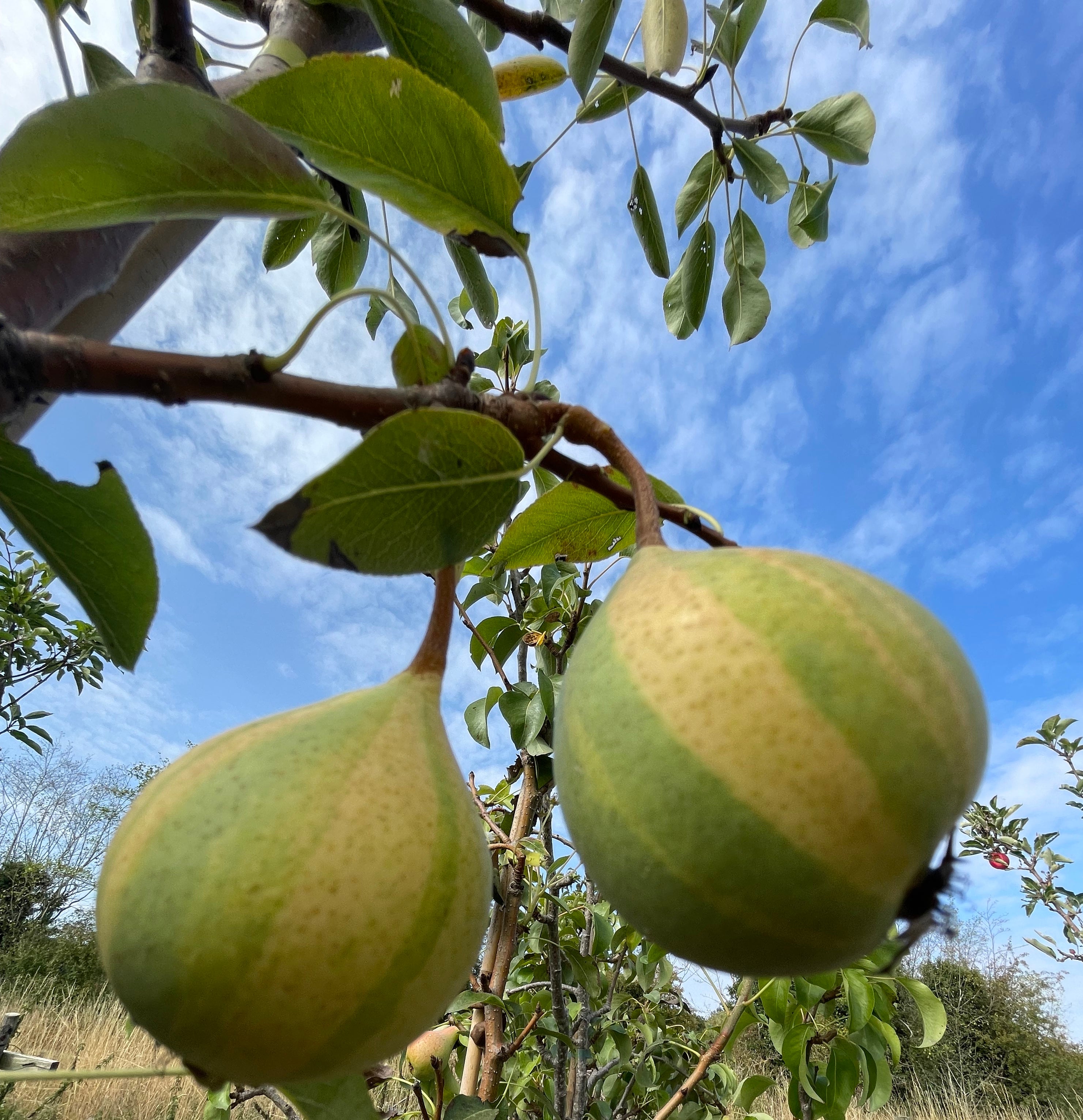 Pear - Humbug – Birds Farm Trees