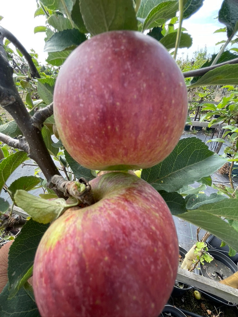 Apple - Lord Lambourne – Birds Farm Trees