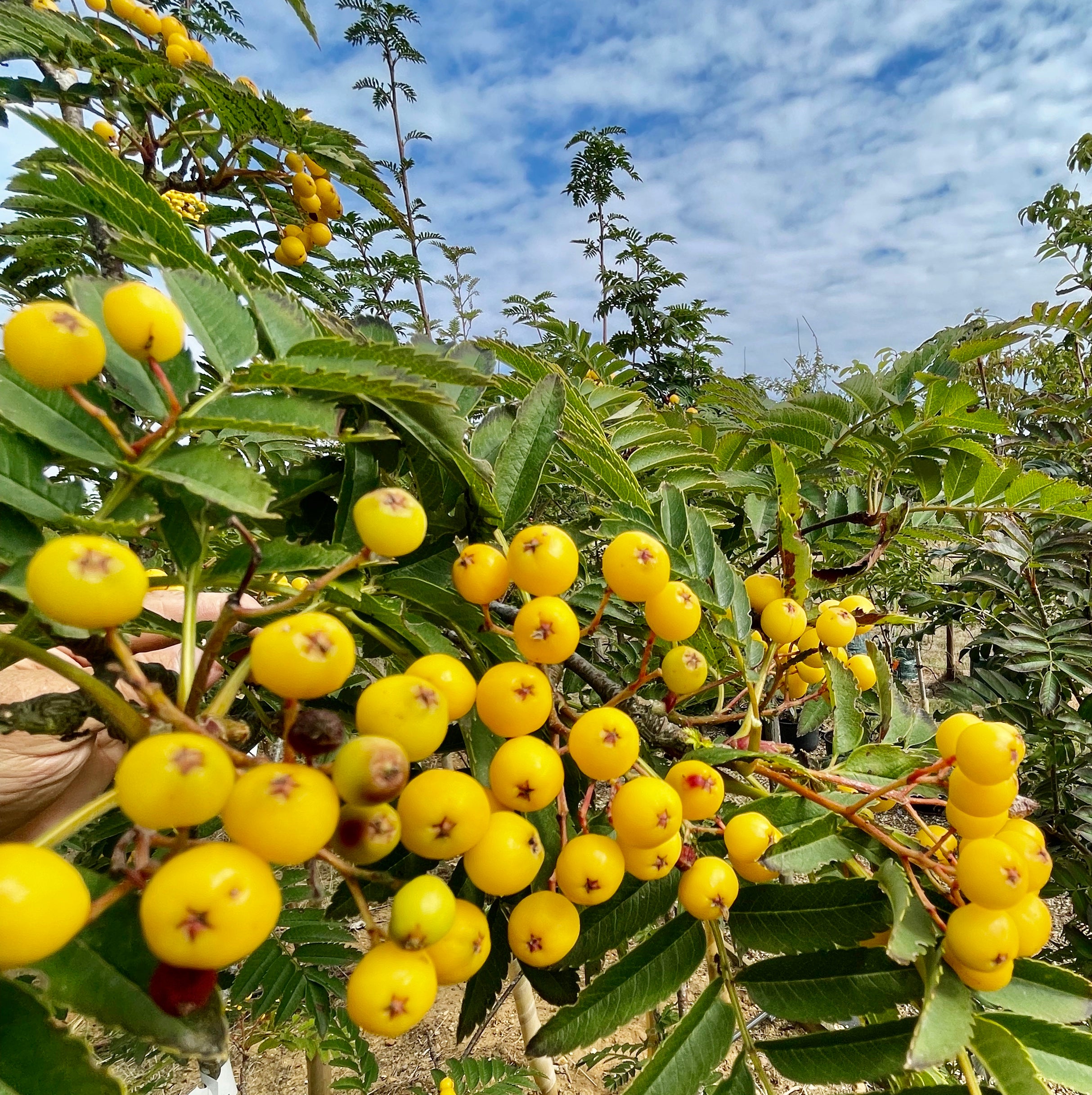 Sorbus - Sunshine Yellow – Birds Farm Trees