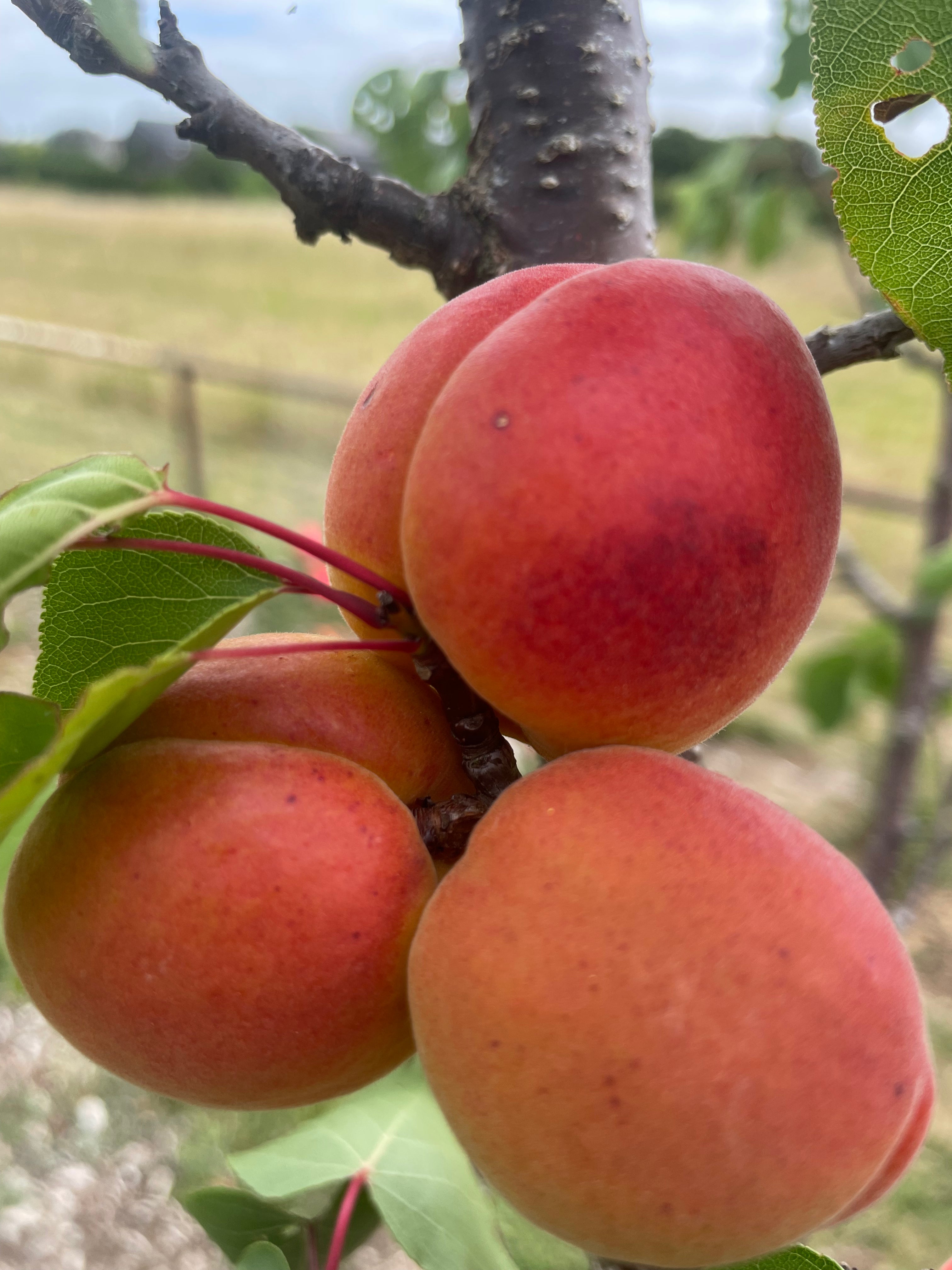 Apricot - Bergeval – Birds Farm Trees