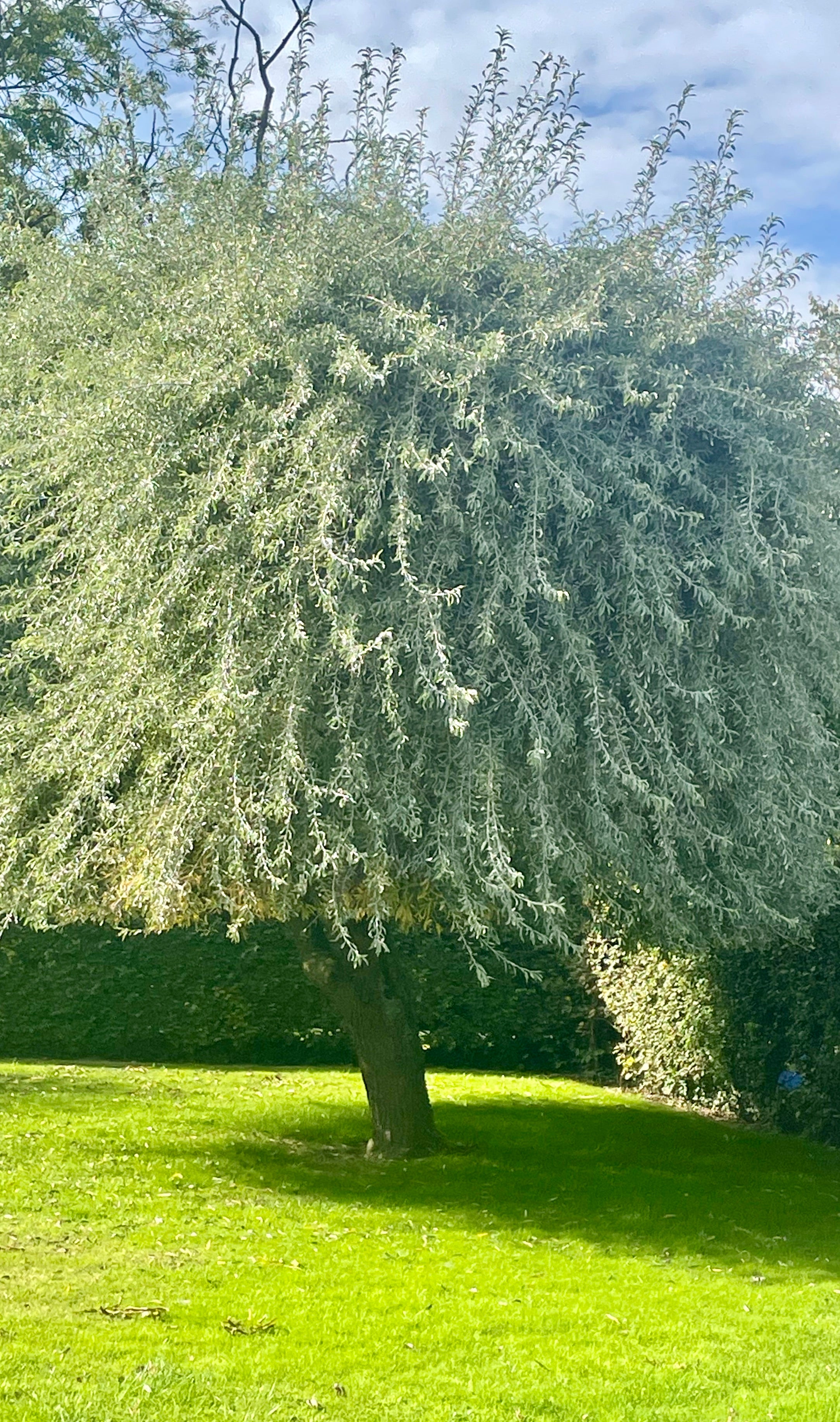 Pyrus Salicifolia Pendula – Birds Farm Trees