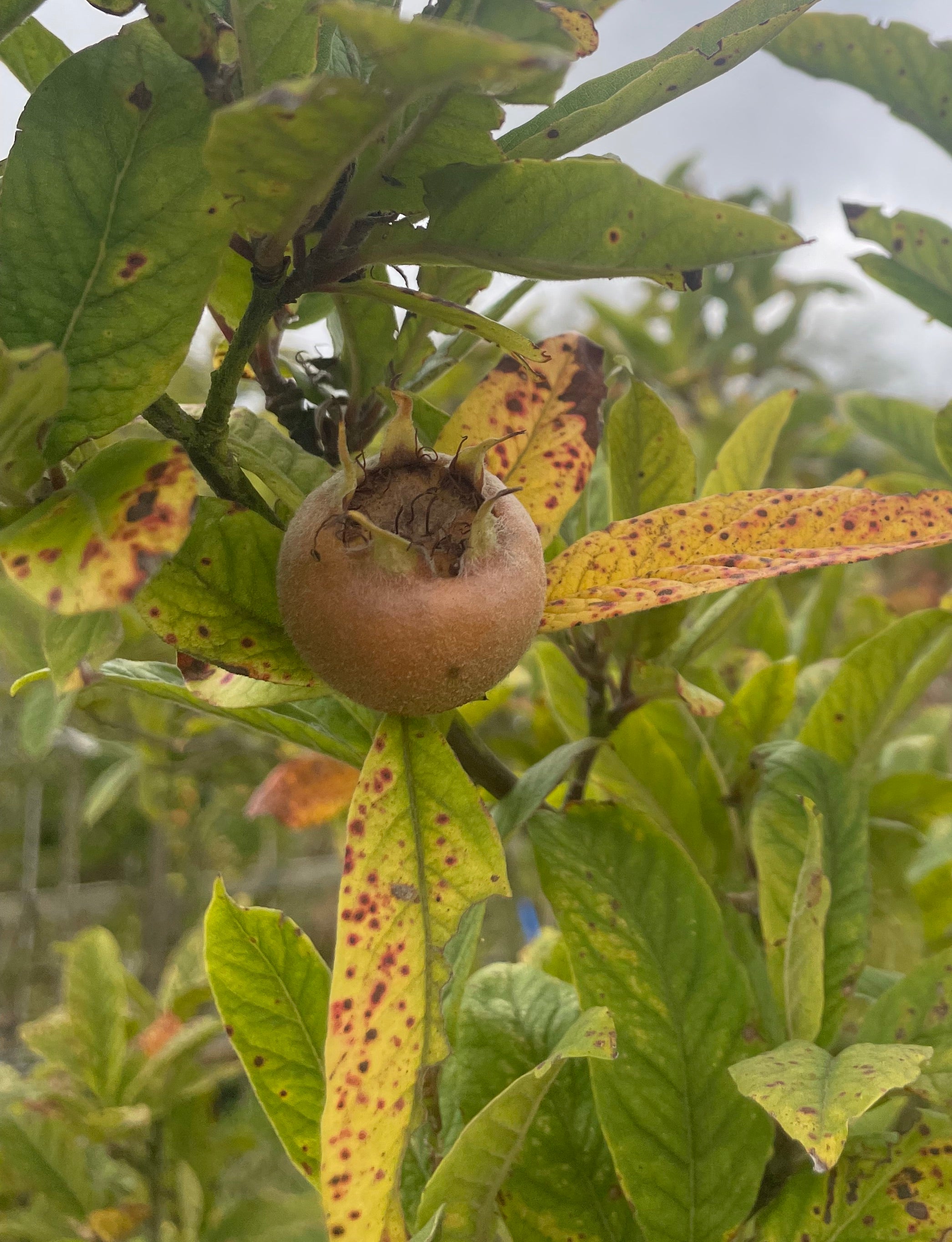 Medlar - Bredase Reus – Birds Farm Trees