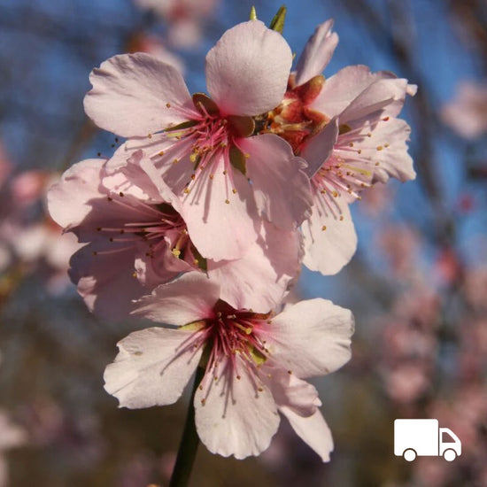 Almond - Ingrid – Birds Farm Trees