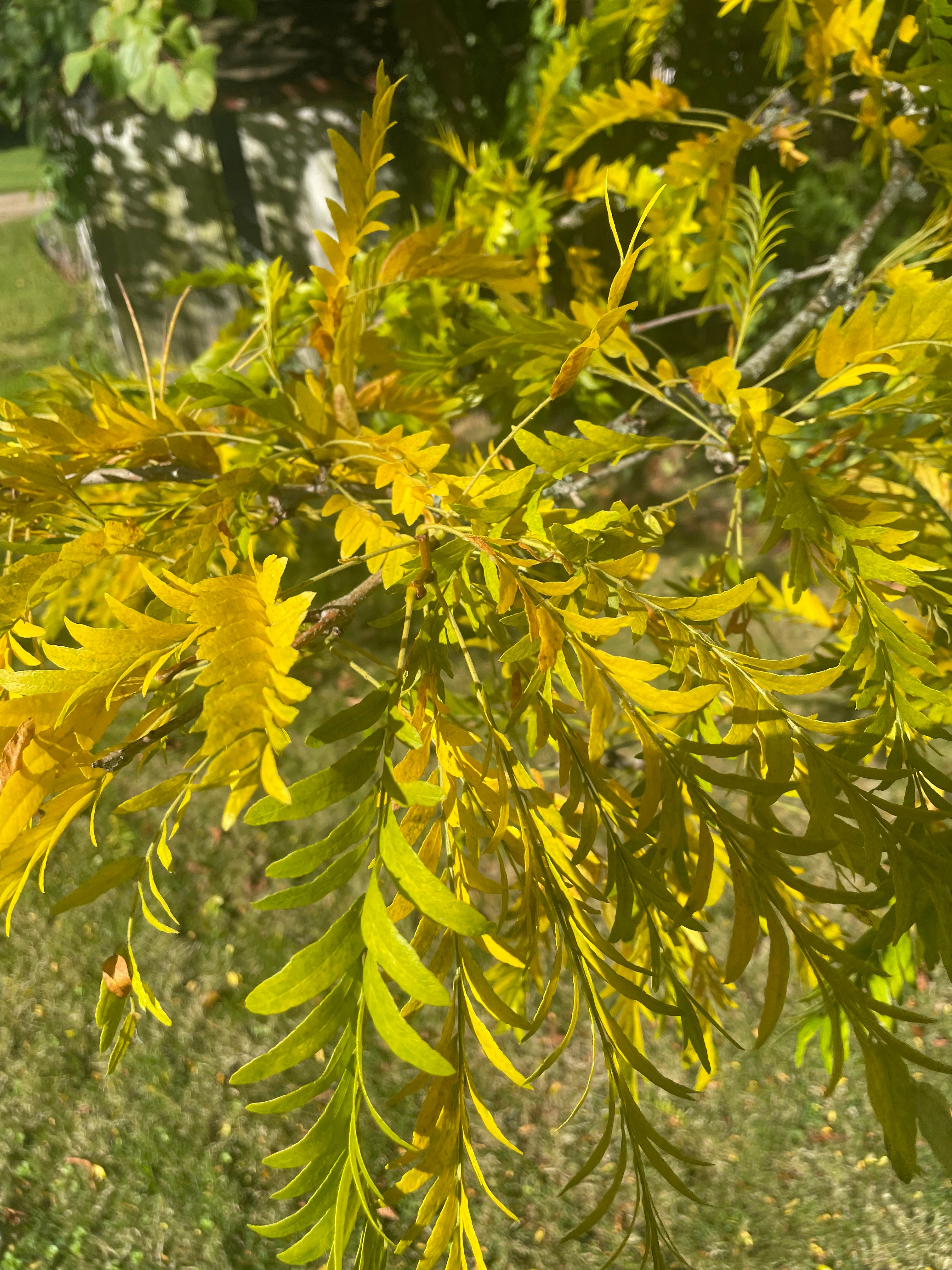 Gleditsa - Sunburst Honey Locust Tree – Birds Farm Trees