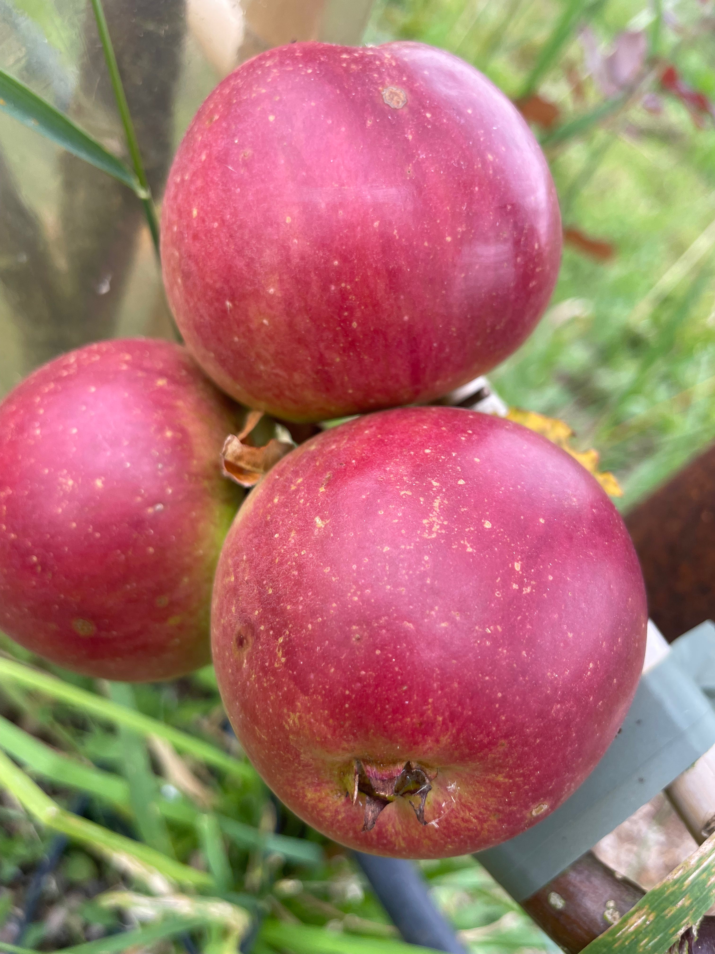 Apple - Laxton's Superb – Birds Farm Trees