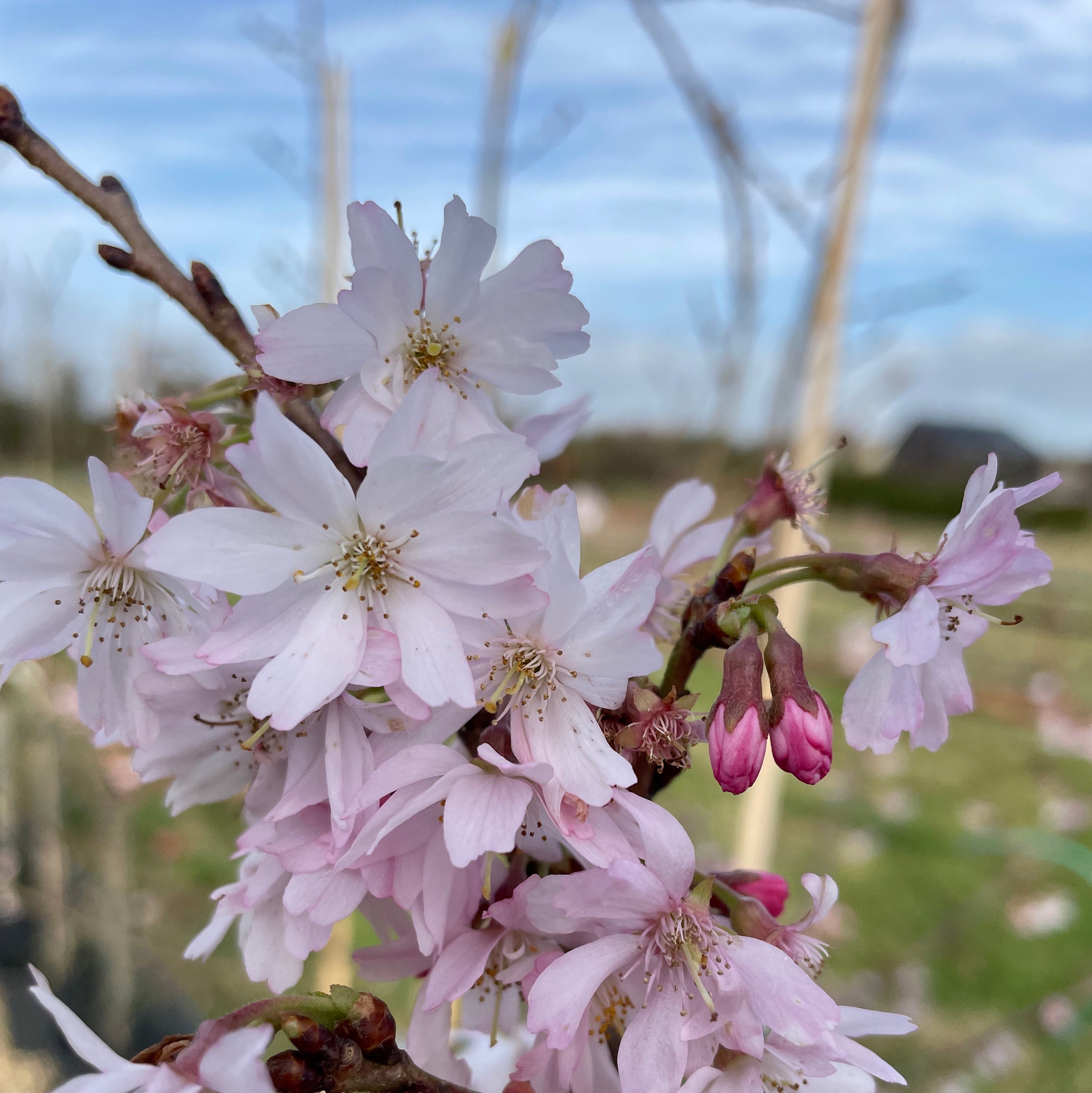 Flowering Cherry - Prunus Autumnalis Rosea – Birds Farm Trees