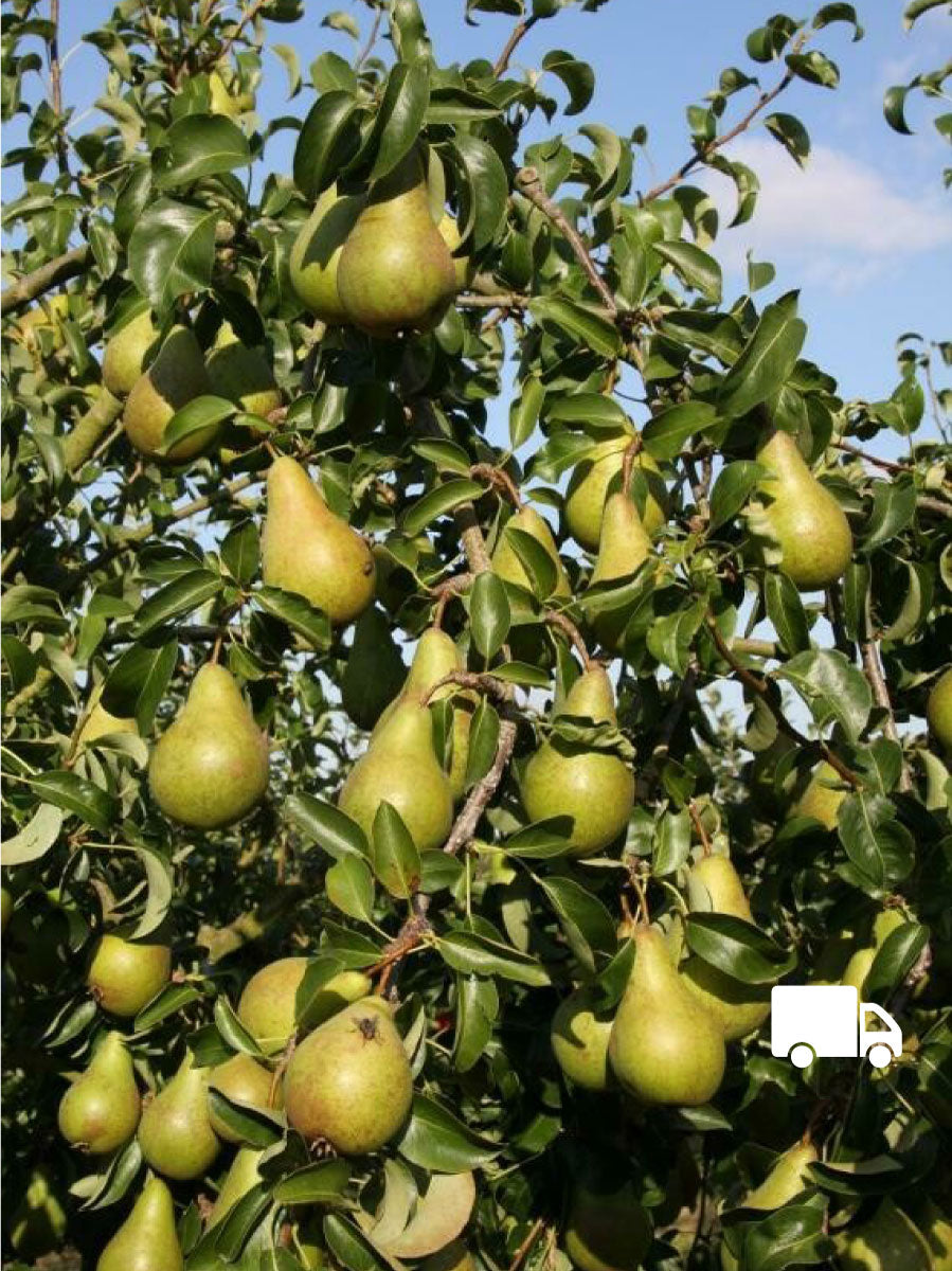 Pear - Concorde – Birds Farm Trees