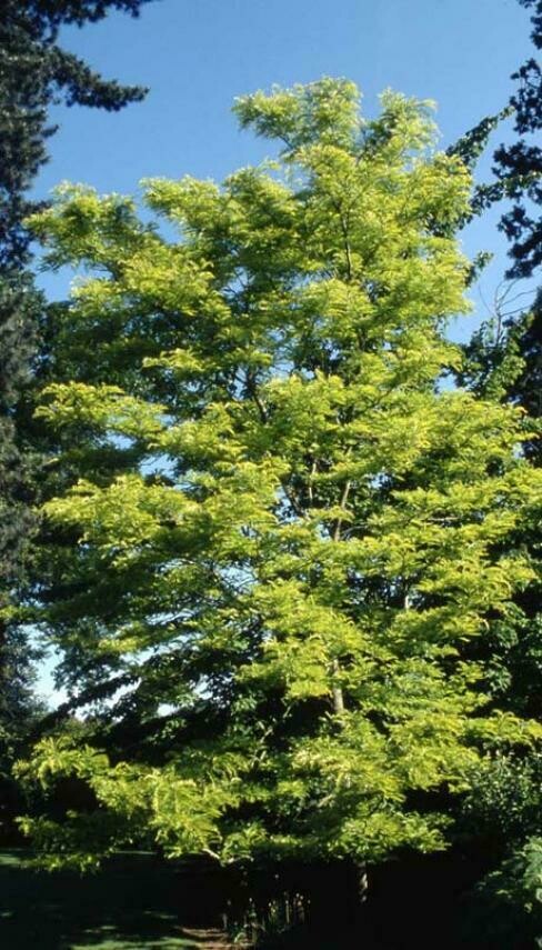 Gleditsa - Sunburst Honey Locust Tree – Birds Farm Trees