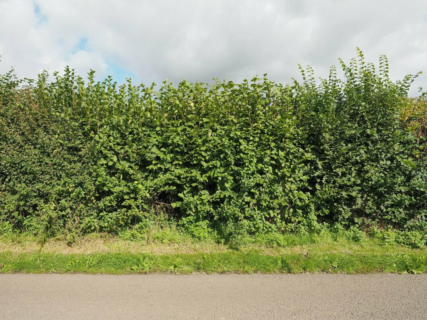 Hazel - Coryllus Avellana – Birds Farm Trees