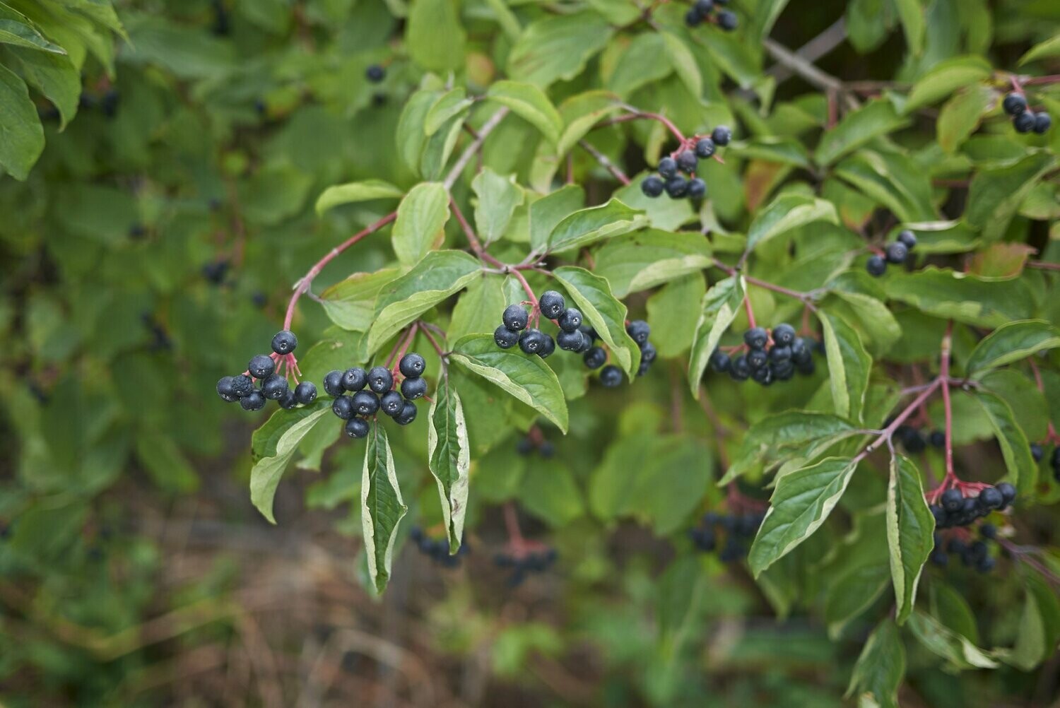 Hedge - Cornus Dogwood – Birds Farm Trees