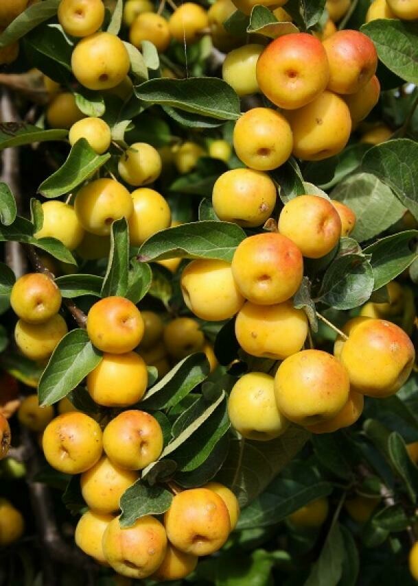 Crab Apple - Malus Butterball – Birds Farm Trees