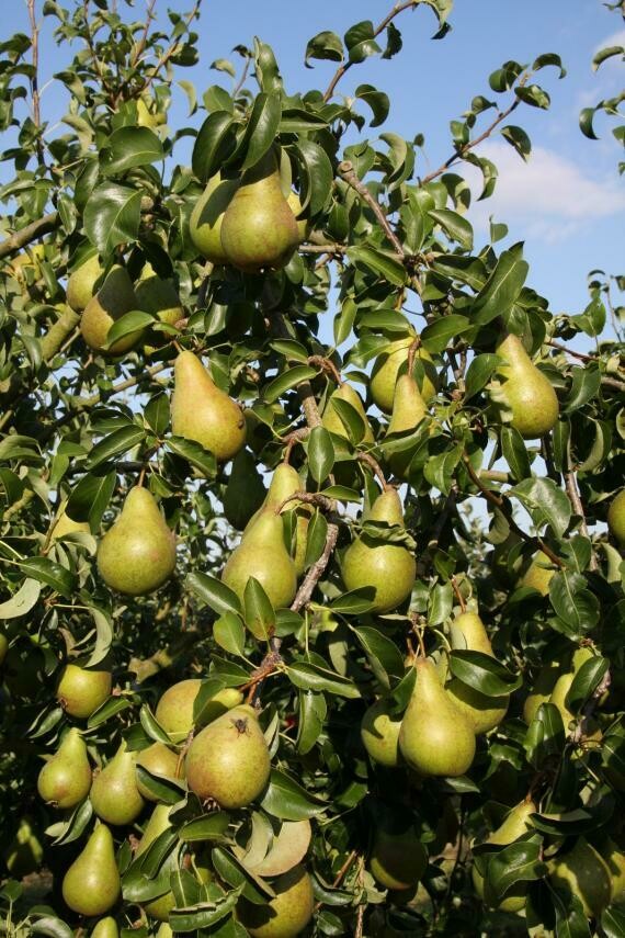 Pear - Concorde – Birds Farm Trees