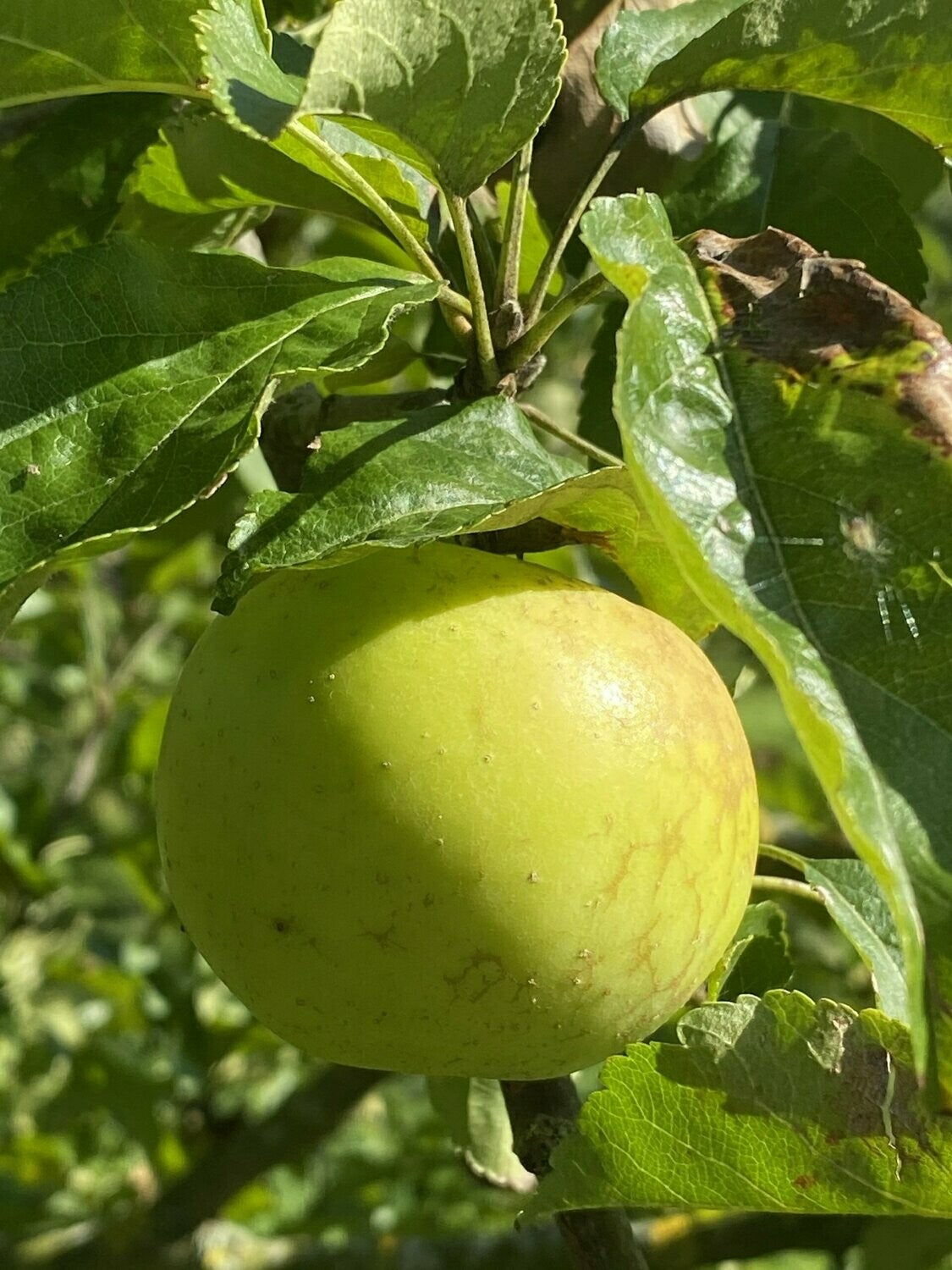 Apple - Bountiful – Birds Farm Trees