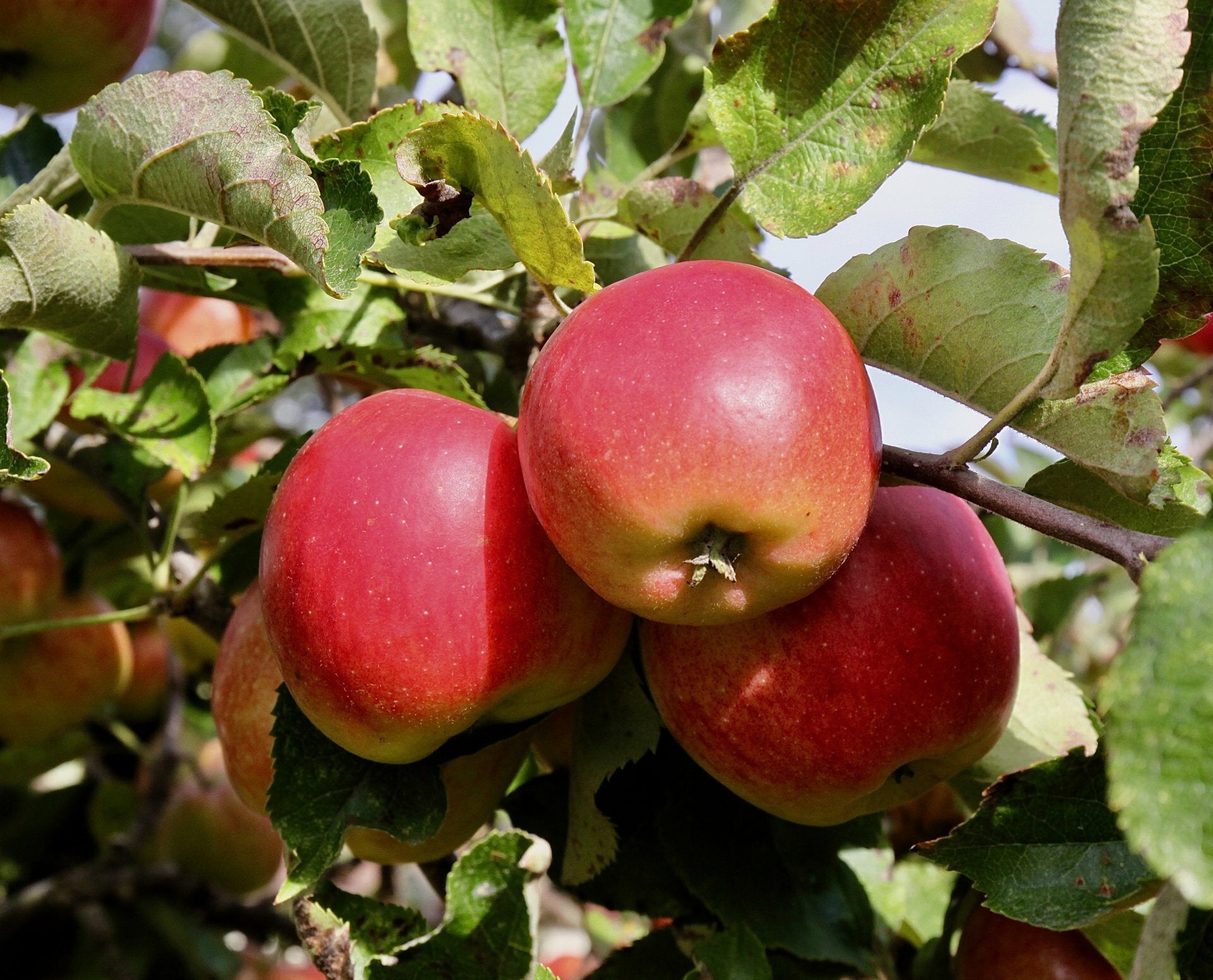 Apple - Jonagold Red – Birds Farm Trees
