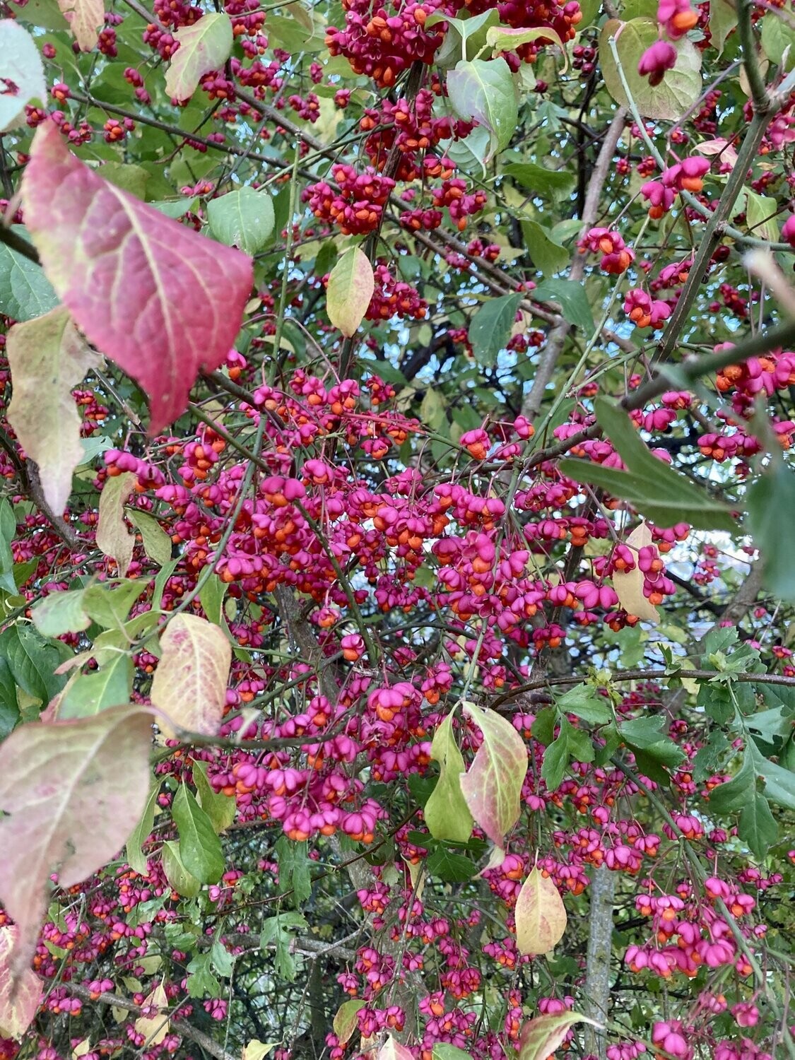 Spindle - Euonymus Europaeus – Birds Farm Trees