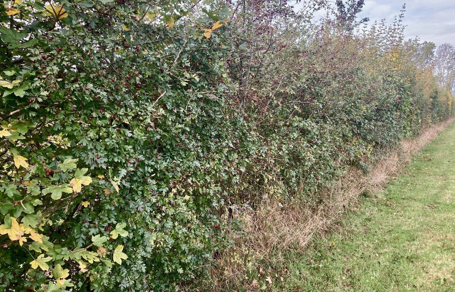 Hedge - Mixed Native – Birds Farm Trees