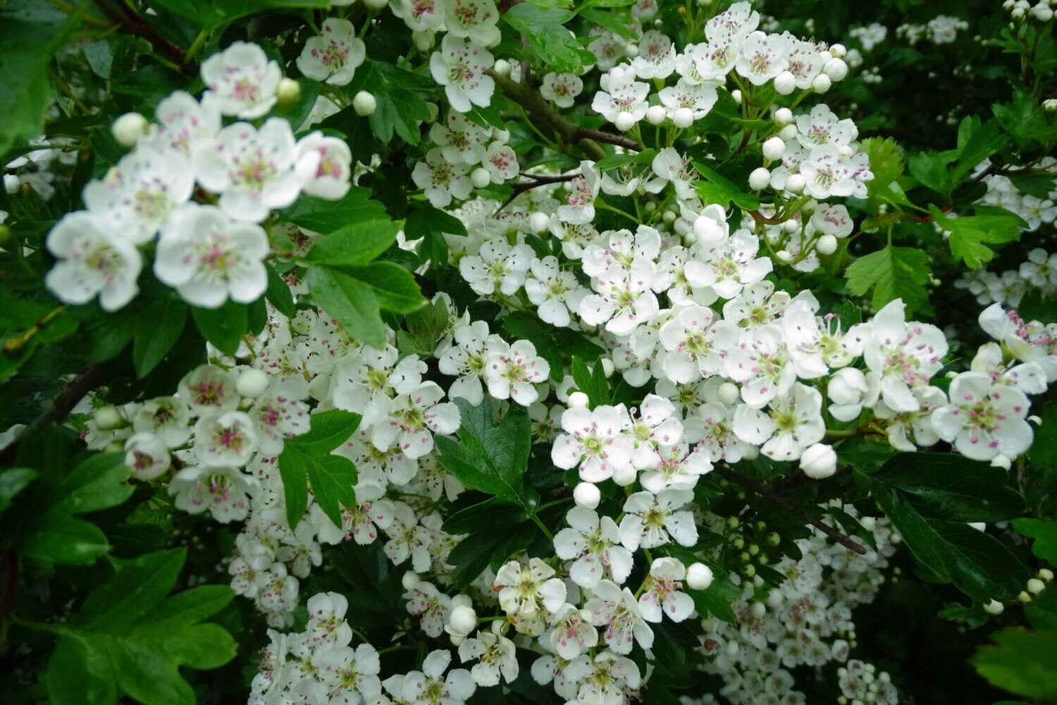 Hawthorn - Common Hawthorn – Birds Farm Trees