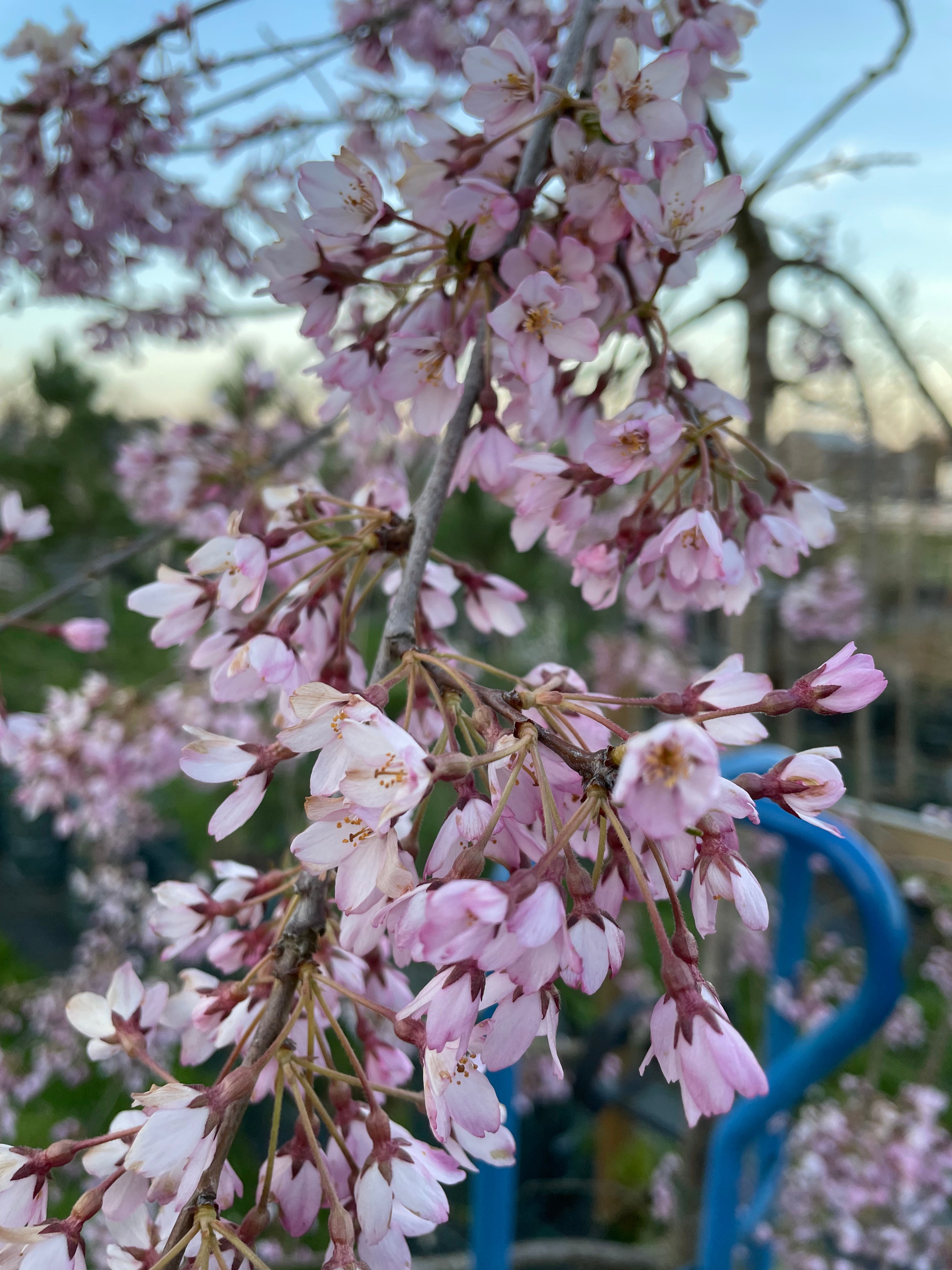 Flowering Cherry - Prunus Pendula Rubra – Birds Farm Trees
