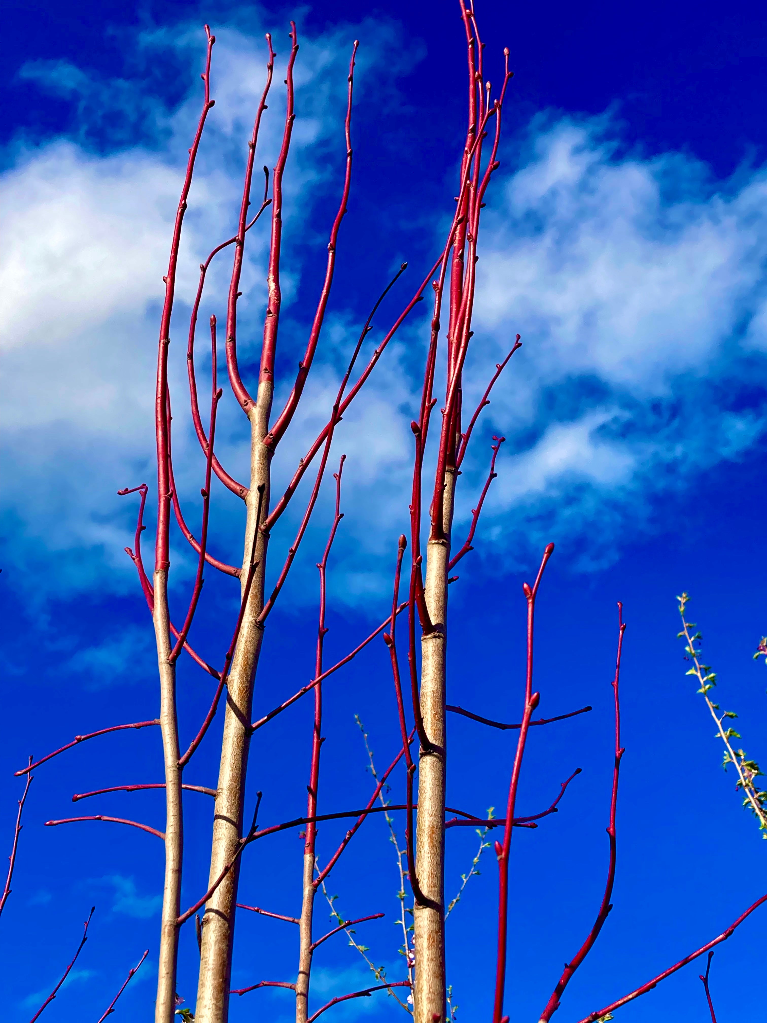 Lime - Tilia Platyphyllos "Rubra" – Birds Farm Trees
