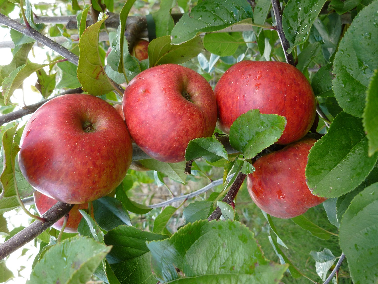 Apple - Red Windsor – Birds Farm Trees