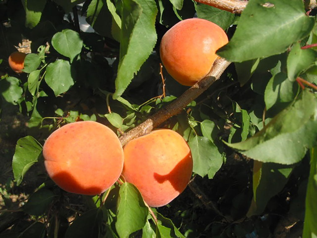 Apricot - Bergeval – Birds Farm Trees