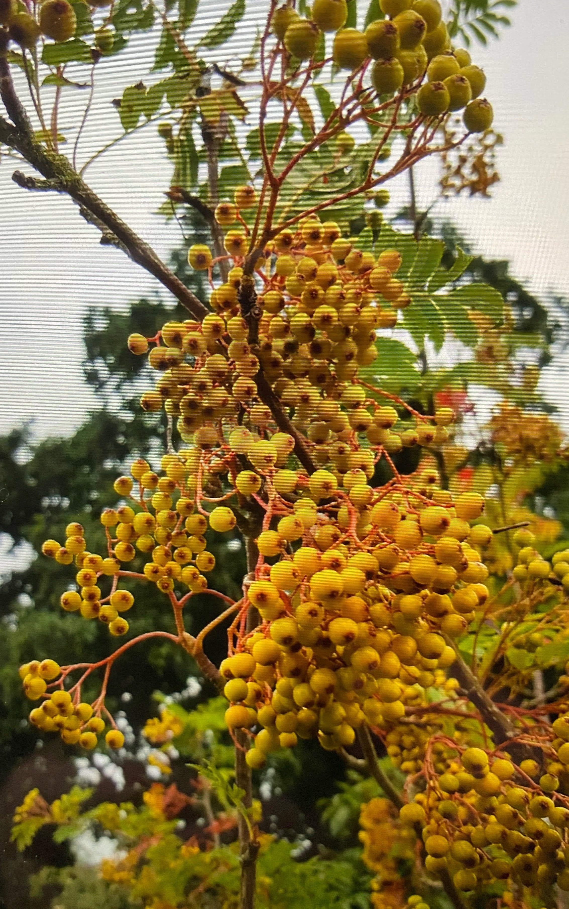 Sorbus - Sunshine Yellow – Birds Farm Trees