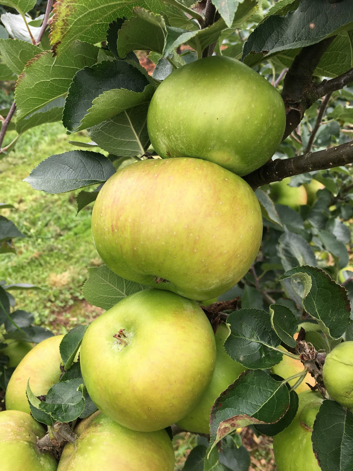Apple - Bramley Seedling – Birds Farm Trees
