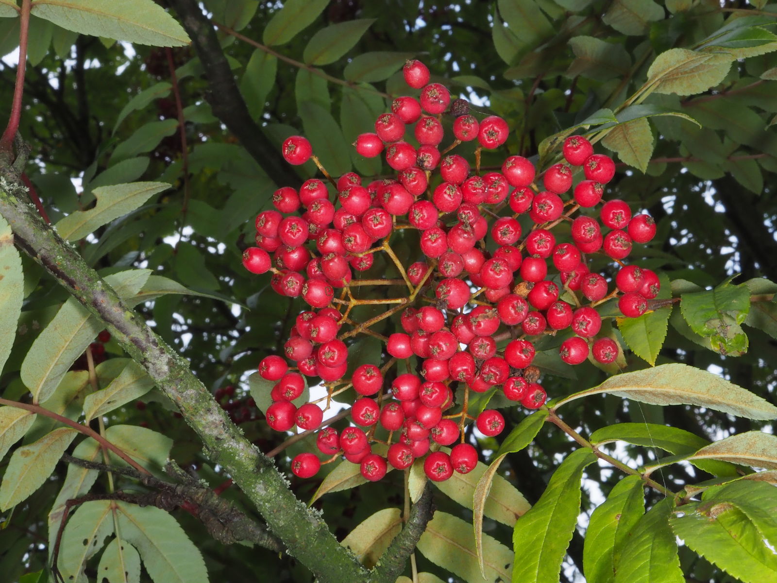 Sorbus - Splendens – Birds Farm Trees