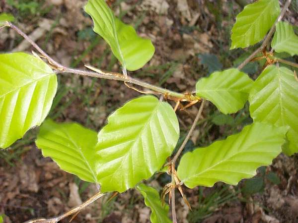 Beech - Green Beech – Birds Farm Trees