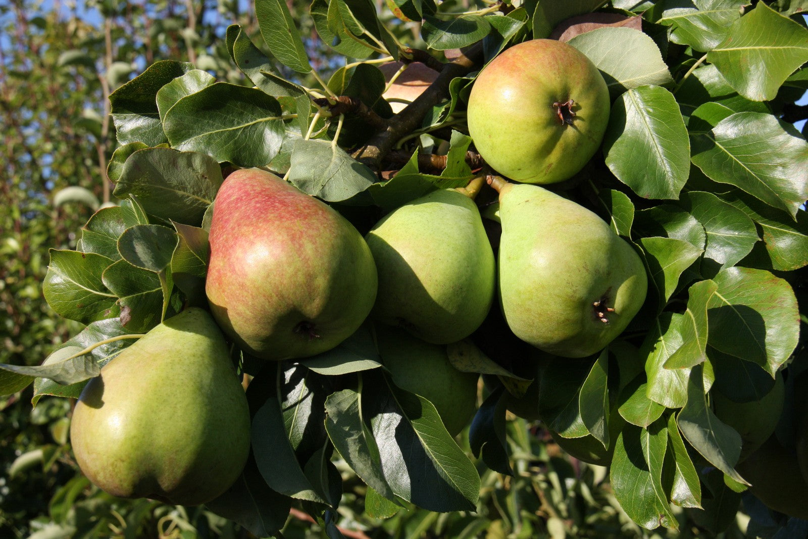 Pear - Obelisk – Birds Farm Trees