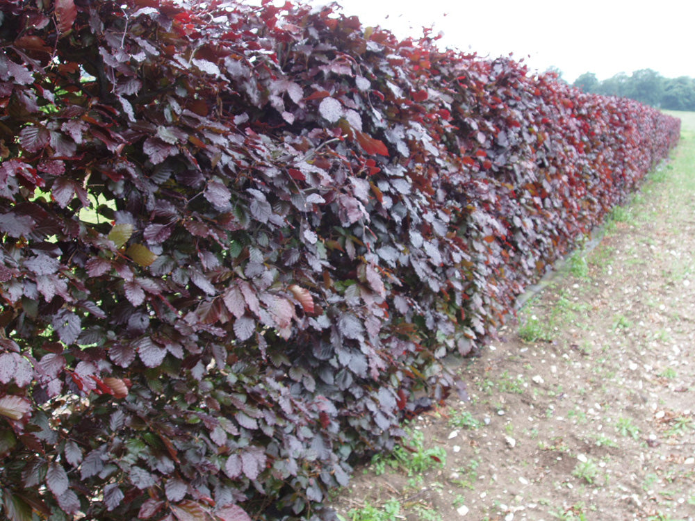 Hedge - Copper Beech – Birds Farm Trees