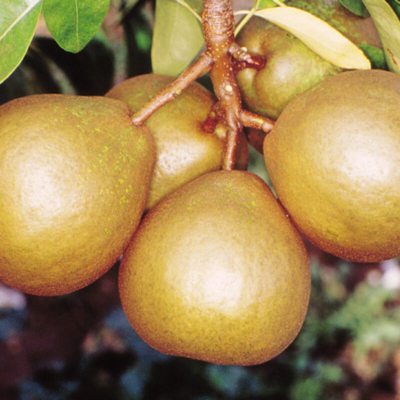 Pear - Winter Nelis – Birds Farm Trees